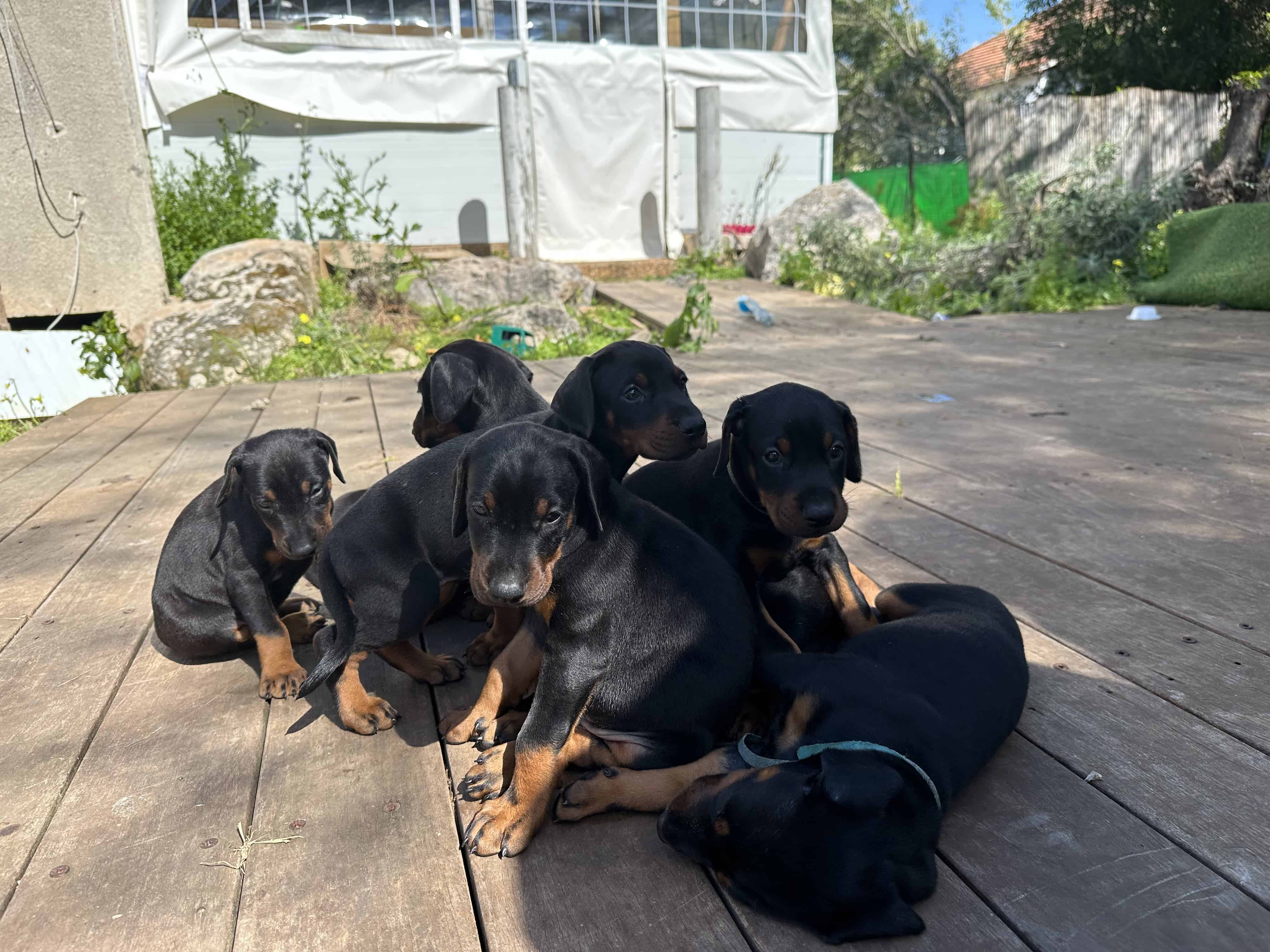 Juntao Amra - פטפיינדר