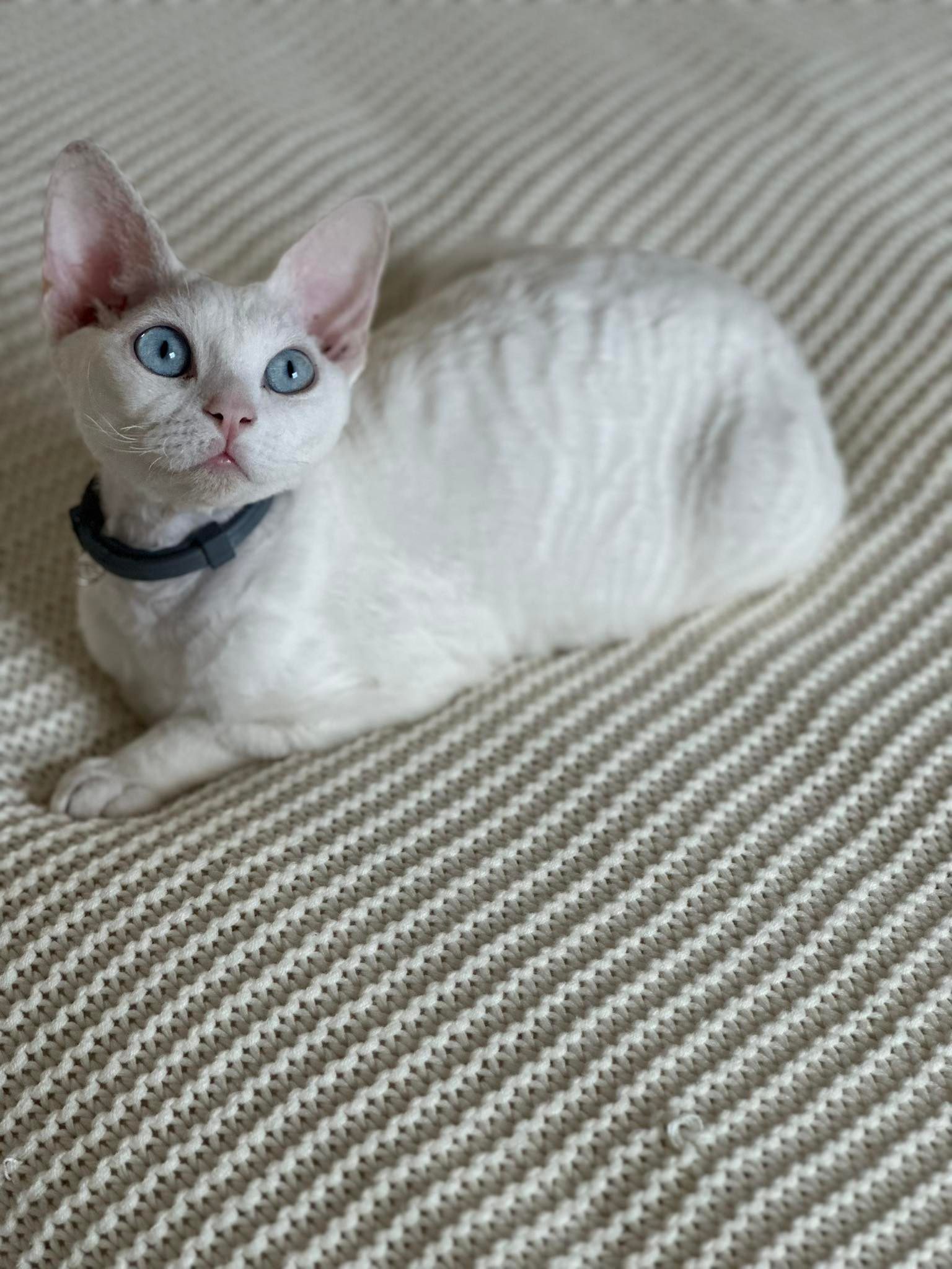 DEVON REX KITTENS - פטפיינדר